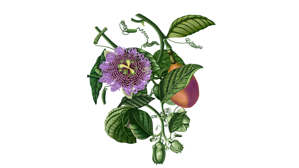 Extracto de Passiflora - HAKA