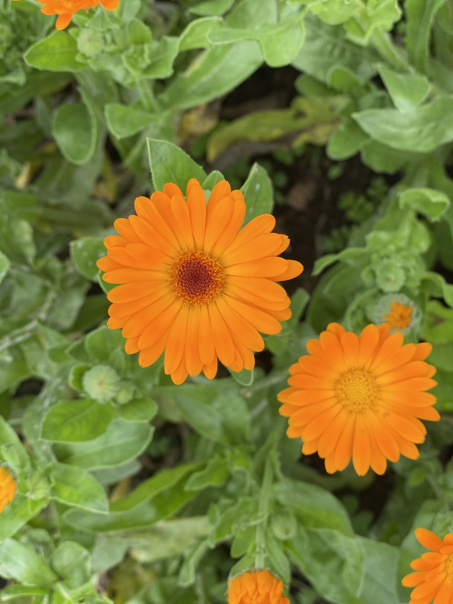 La Caléndula : Propiedades, beneficios y usos - HAKA